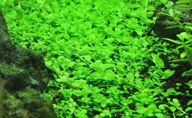 Ground Covers, foreground aquarium plants – aquaescaping